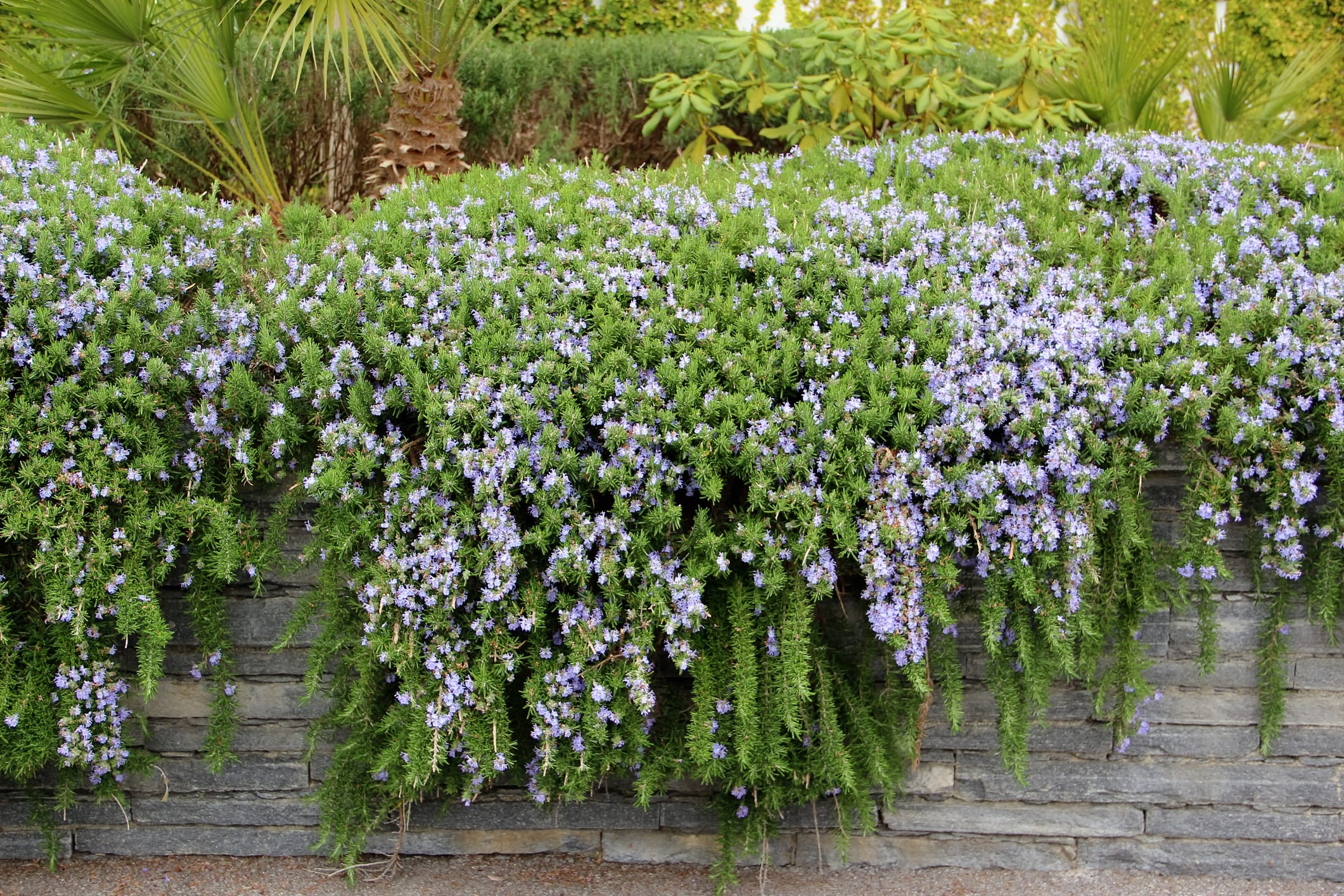 Huntington Carpet Rosemary - 1 and 5 Gallon - Plant Clearance
