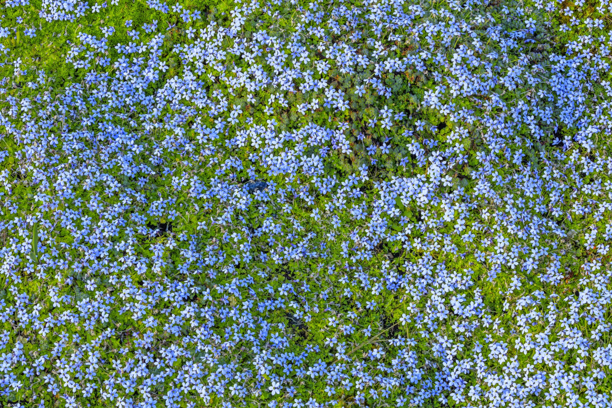 Isotoma Blue – Plant Clearance