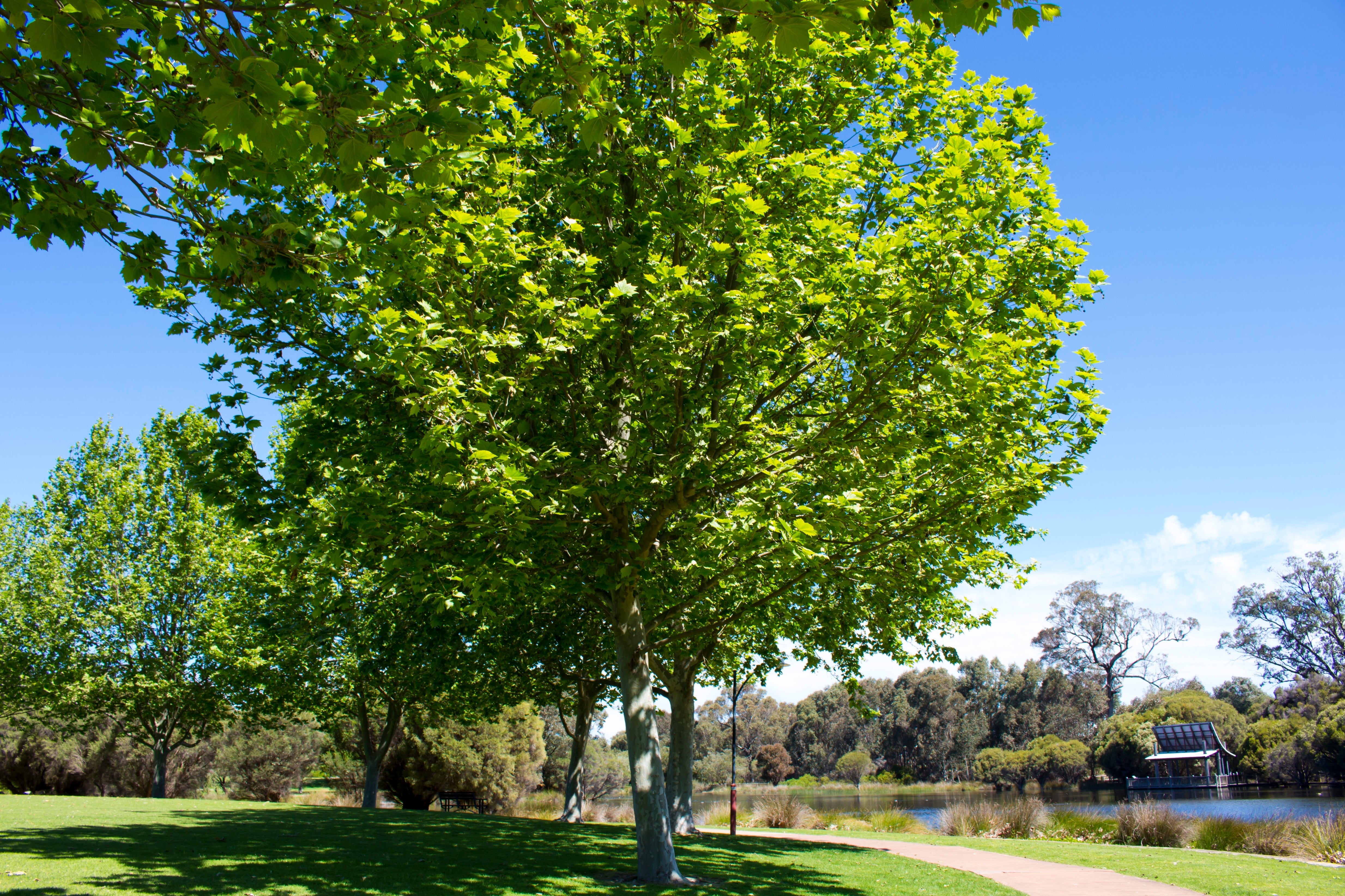Platanus x acerifolia 'Bloodgood' Sycamore tree - 15 and 24 Gallon