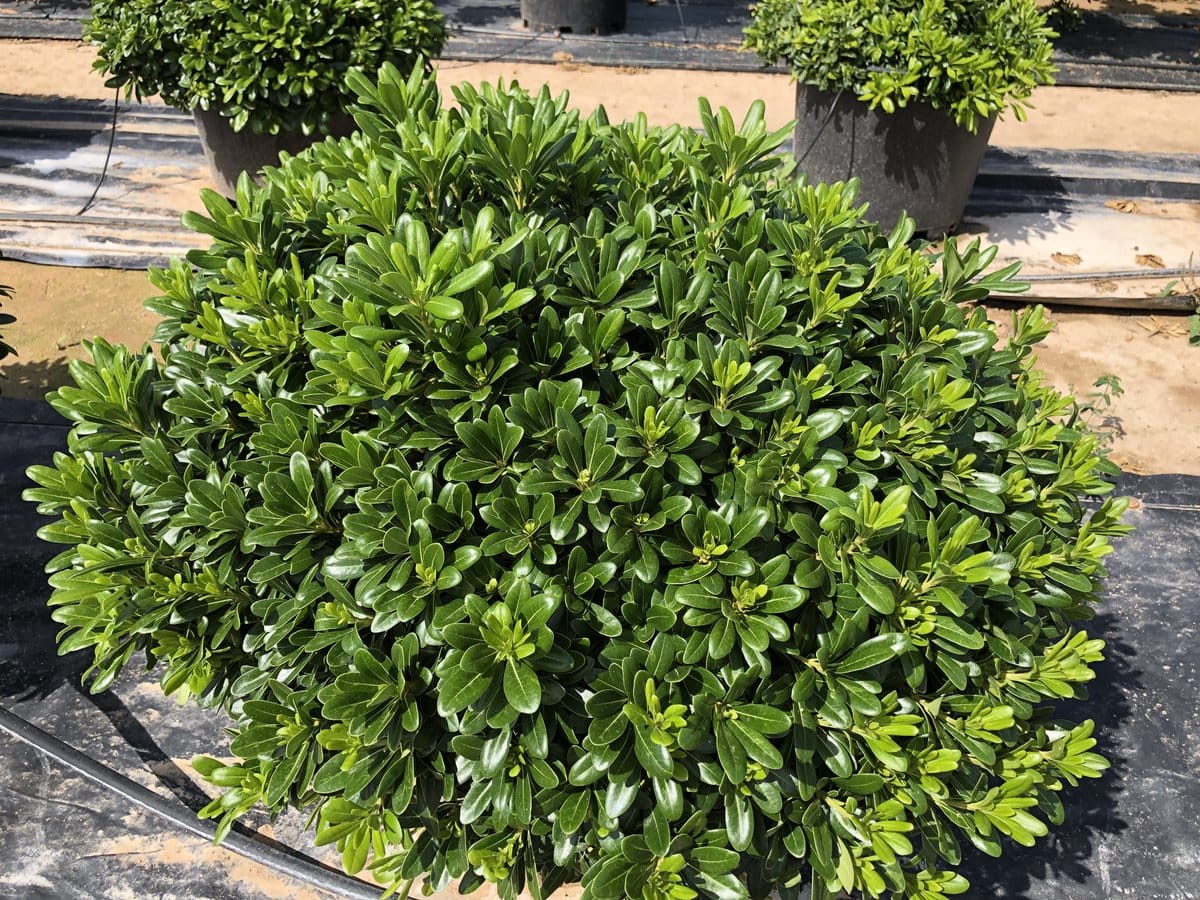 Wheeler's Dwarf Japanese Pittosporum - 5 and 15 Gallon – Plant Clearance